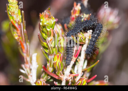 1st instar emperor moth caterpillars (Saturnia pavonia) on heather ...