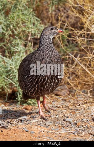 Cape Francolin, Cape Spurfowl (Pternistis capensis), West Coast ...