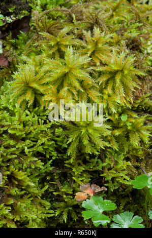 Tree moss (Climacium dendroides) growing on a rotting tree stump in the ...