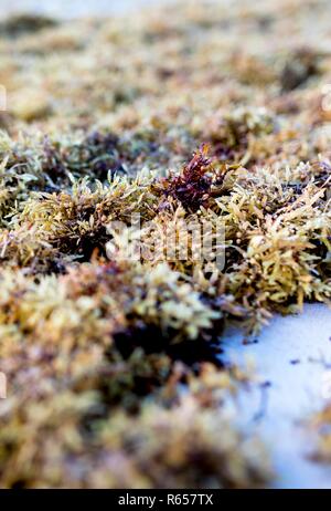 Close up of Sargassum seaweed, a genus of brown (class Phaeophyceae ...