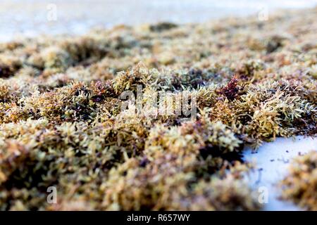 Sargassum seaweed, a genus of brown (class Phaeophyceae) macroalgae ...