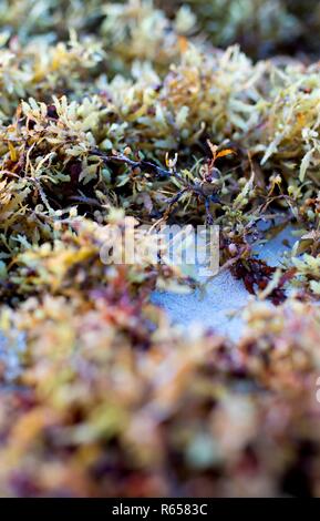 Sargassum seaweed, a genus of brown (class Phaeophyceae) macroalgae ...