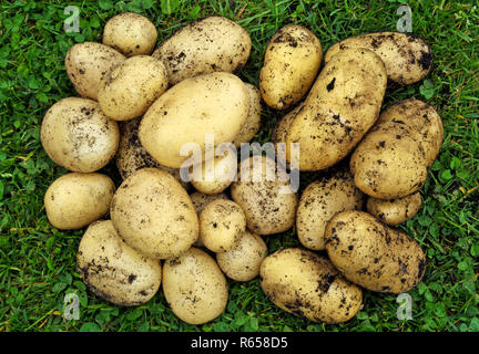 First early potatoes (swift) and tubers shown as a cross section ...