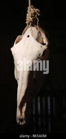 Cattle are slaughtered at a livestock farm in Lambertschaag because of ...