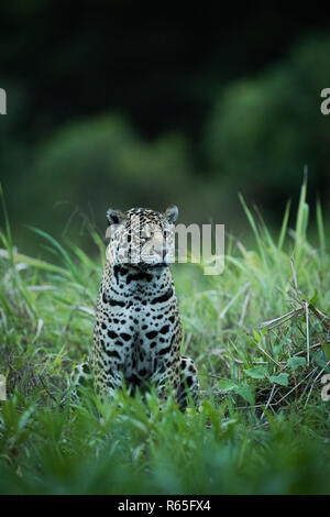 Jaguar sitting in tall grass facing right Stock Photo - Alamy