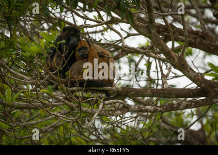Black Howler Monkeys, male and female roaring / (Alouatta caraya Stock ...