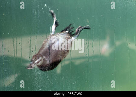 diving rudder duck Stock Photo - Alamy