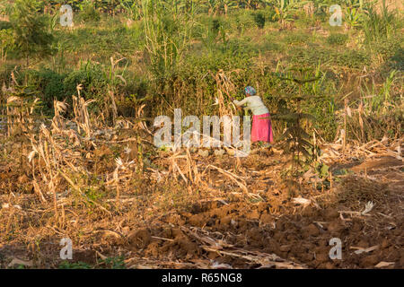 Picking harvest of corn in savannah countryside during dry season Stock ...
