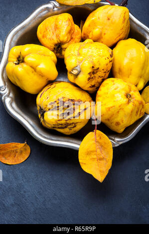 fragrant autumn quince Stock Photo - Alamy