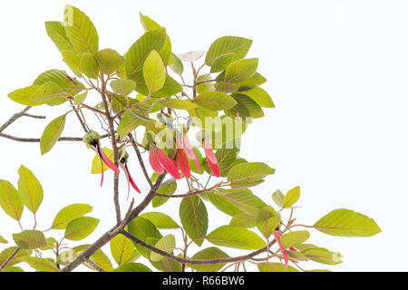 A tall Gurjan tree Stock Photo - Alamy