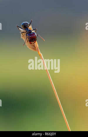 Ant and Spike Stock Photo - Alamy