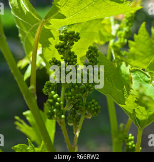 Young bunches of grapes with flowers. Close-up of flowering bunches of ...