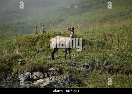 family of Alpine chamois (Rupicapra rupicapra) in the wild between ...