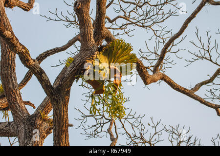 Crown of a tropical tree. A large fern in the rainforest. Cyathea ...