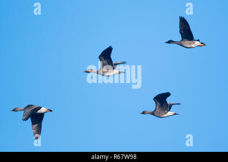 Bean geese (Anser fabalis), flying, Emsland, Lower Saxony, Germany ...