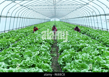 Haimen, Haimen, China. 4th Dec, 2018. Haimen, CHINA-Peasants are busy ...