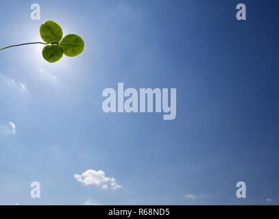 Clover in front of the blue sky Stock Photo - Alamy