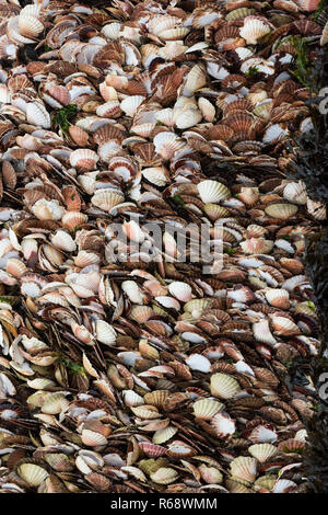 Fresh tasty big scallops dish, seafood background Stock Photo - Alamy