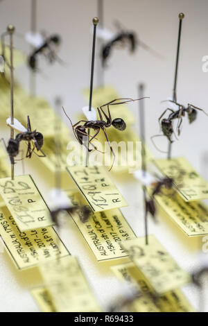 Pinned and pointed ants with labels from a large insect entomology ...