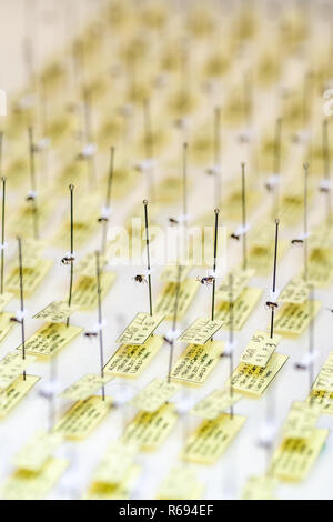 Pinned and pointed ants with labels from a large insect entomology ...