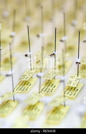 Pinned and pointed ants with labels from a large insect entomology ...