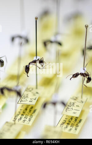 Pinned and pointed ants with labels from a large insect entomology ...