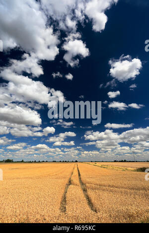 Crops in a Fenland field, Farcet Fen, Cambridgeshire; England; UK Stock ...
