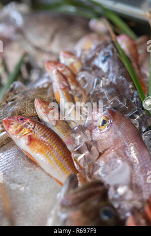 The blue shrimp on ice in the market Stock Photo - Alamy