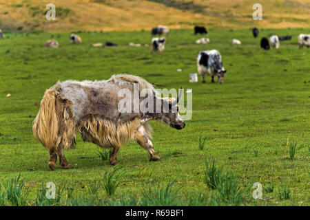 Yaks in Gorkhi Terelj National Park, Mongolia. July 2018 Stock Photo ...