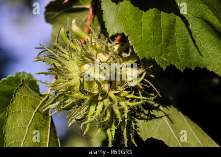 Turkish hazelnut, Corylus colurna, with still unripe fruit, Bavaria ...