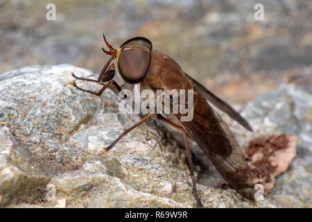 Brown Australian march fly (Tabanidae) in queensland Stock Photo - Alamy
