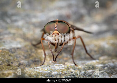 Brown Australian march fly (Tabanidae) in queensland Stock Photo - Alamy