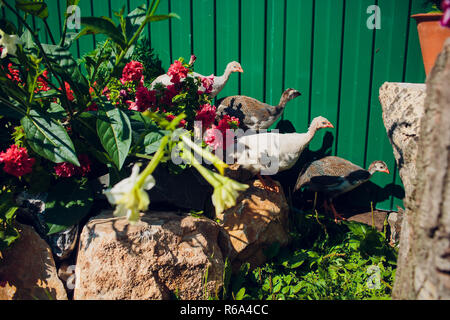 helmitted Guinea fowl walking around looking food Stock Photo - Alamy