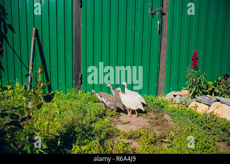 helmitted Guinea fowl walking around looking food Stock Photo - Alamy