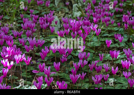 In Istria You Can Find In Spring True Carpets Of Blooms Of Cyclamen ...