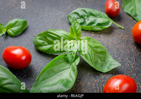 a lot of scattered green fresh basil leaves on a dark rusty old background, close up Top view ...
