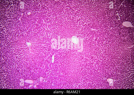 Human Liver Tissue Under Microscope Stock Photo - Alamy
