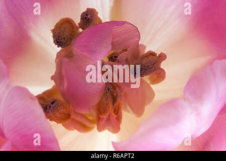 stuffed pink tulips Stock Photo - Alamy