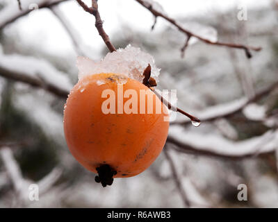 Snow covered persimmon tree in north Japan Stock Photo - Alamy