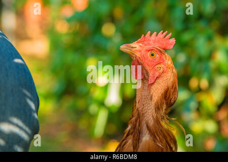 Chicken Looking Up Stock Photo - Alamy