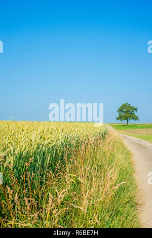 Field Of Spelt In Summertime Stock Photo - Alamy