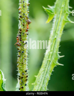plant lice colony Stock Photo - Alamy