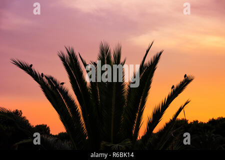 Sparrow frolic on the branches of a palm tree. Santa Ponsa, Mallorca ...