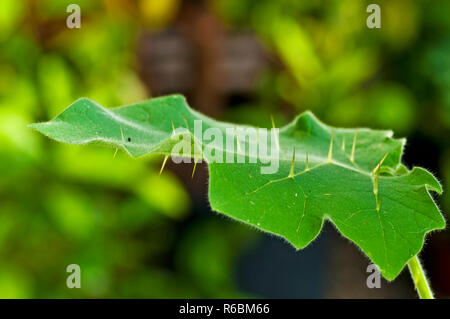 Kantakari,Medicine Herb Of Indian Ayurveda Medicine Stock Photo - Alamy