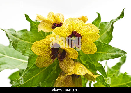 black henbane, medieval medicine plant with flower Stock Photo - Alamy