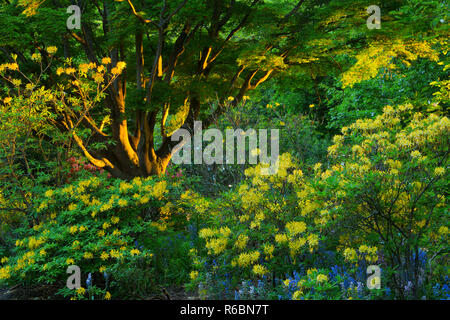 Rhododendrons blooming in Spring, Beacon Hill Park, Victoria, British ...