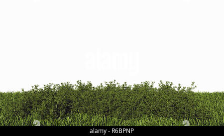 3d rendering of a horizontal seamless bushes Stock Photo - Alamy