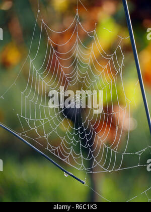 Spiderweb at a vine plant Stock Photo - Alamy