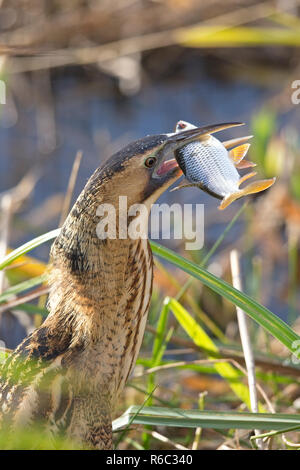 Great Bittern (Botaurus stellaris) catching a fish through a hole in ...