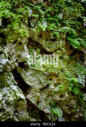 Limestone cliffs and tropical jungle in a remote wilderness Stock Photo ...